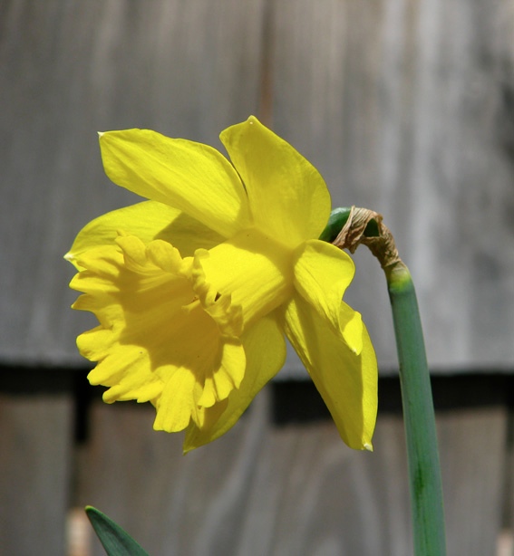 Spring Rush | Sonja Hakala