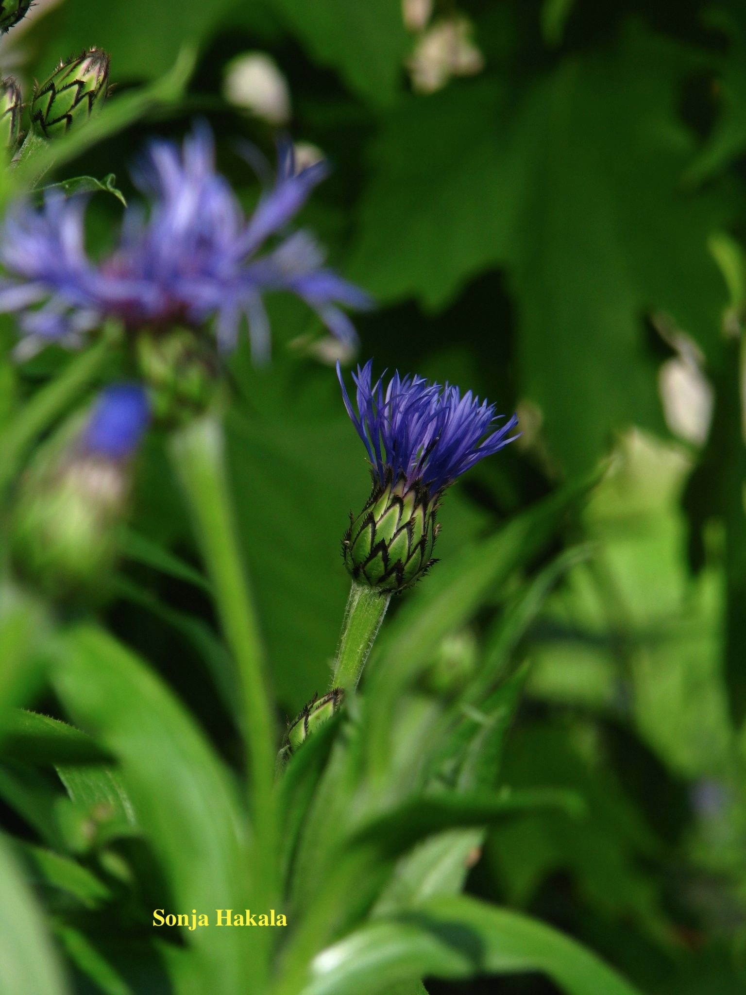 Spring in Carding | Sonja Hakala