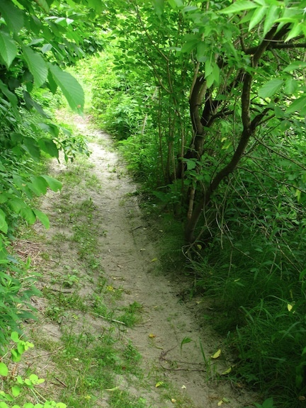 The Path Is Reopened | Sonja Hakala