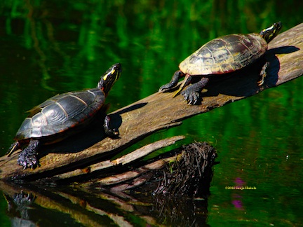 The True Meaning of Basking in the Sun | Sonja Hakala