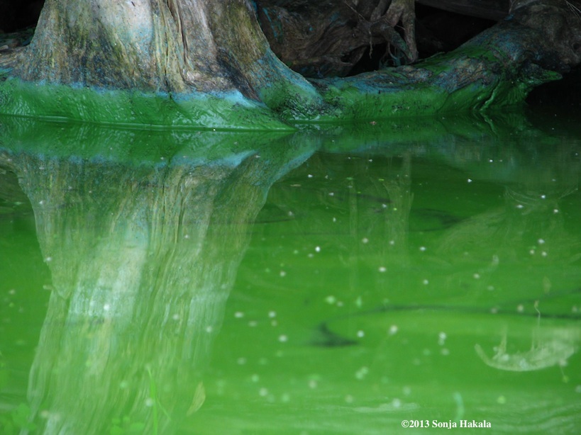 Green Ghost | Sonja Hakala