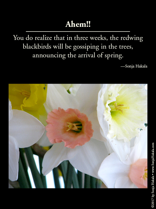 Attention Please! | Sonja Hakala