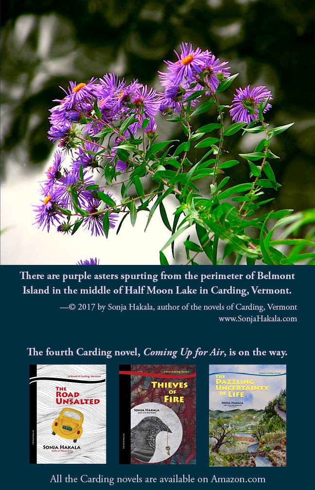 Aster Season | Sonja Hakala