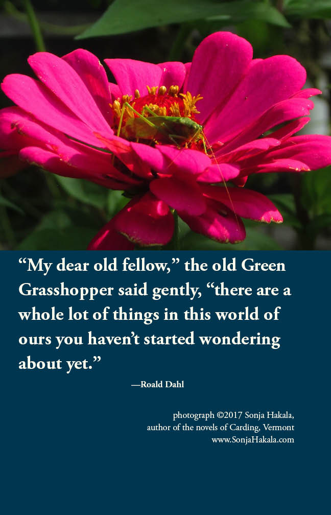 Ah, Grasshopper | Sonja Hakala