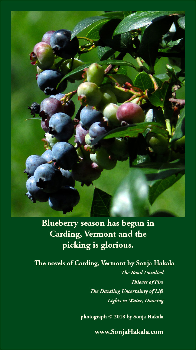 Blueberry Season | Sonja Hakala
