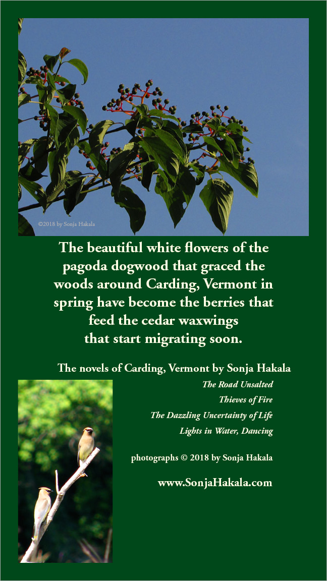 Cornus alternifolia | Sonja Hakala