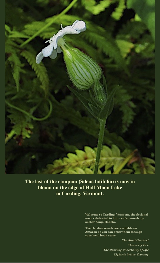 Silene latifolia | Sonja Hakala