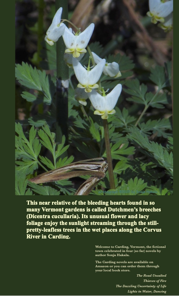 Spring Ephemera | Sonja Hakala