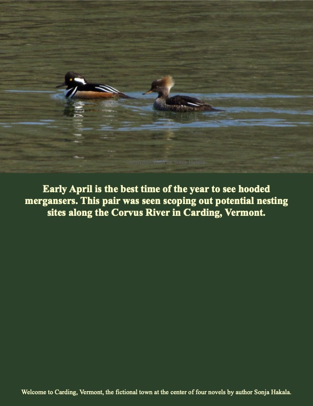 Homecoming | Sonja Hakala