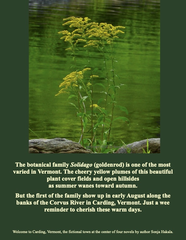 Solidago | Sonja Hakala