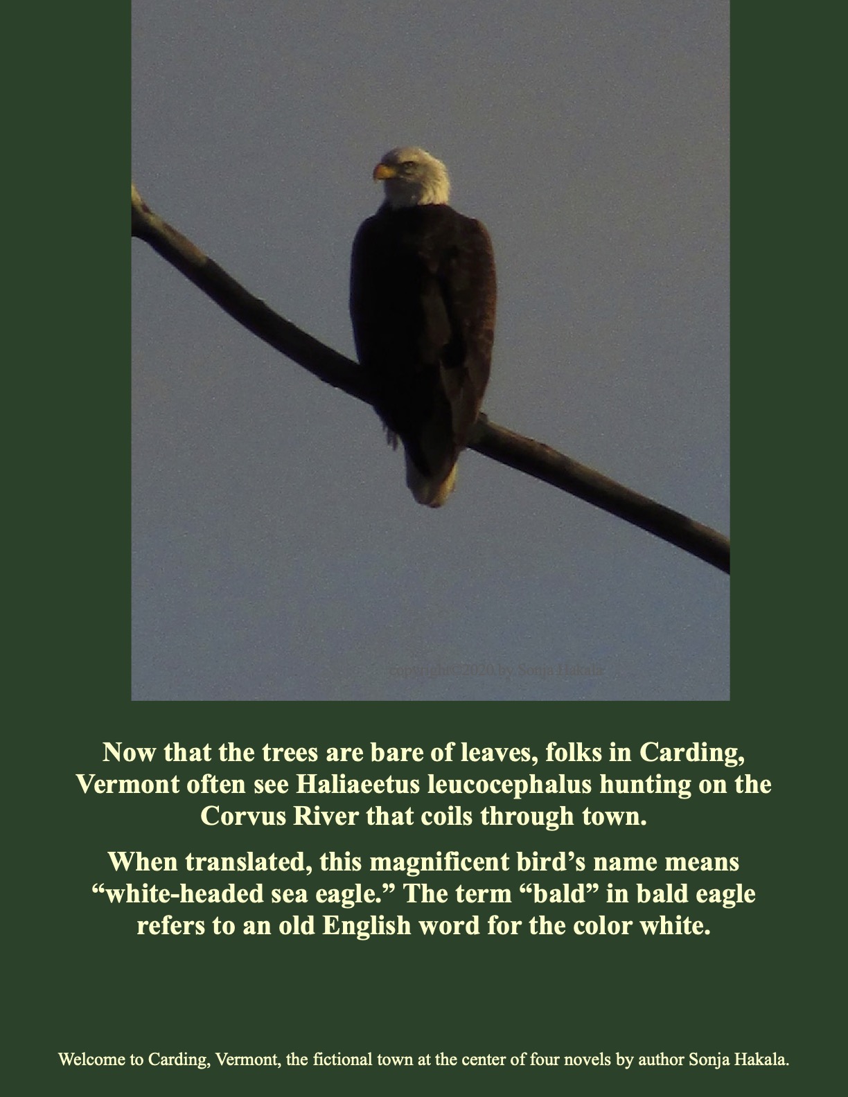 On the Watch | Sonja Hakala