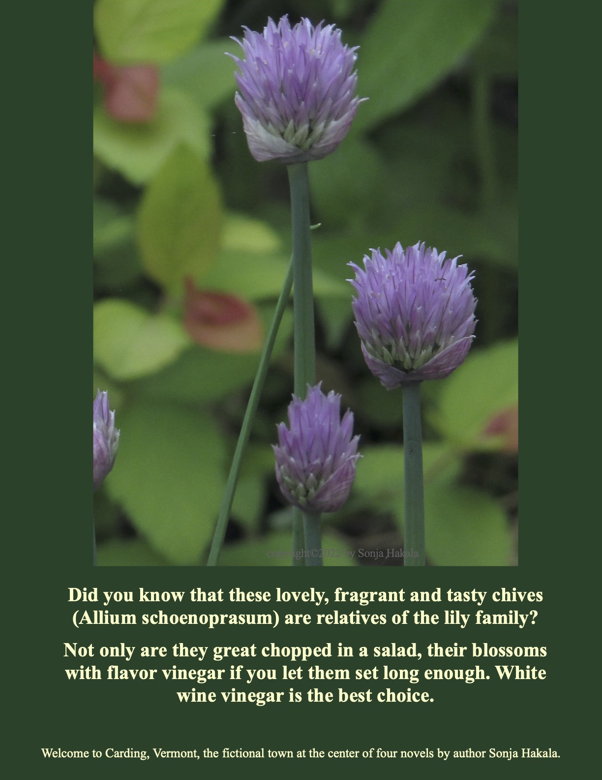 First Herb in the Garden | Sonja Hakala