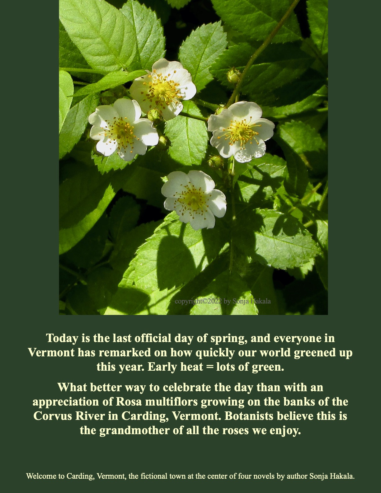 The First Rose | Sonja Hakala