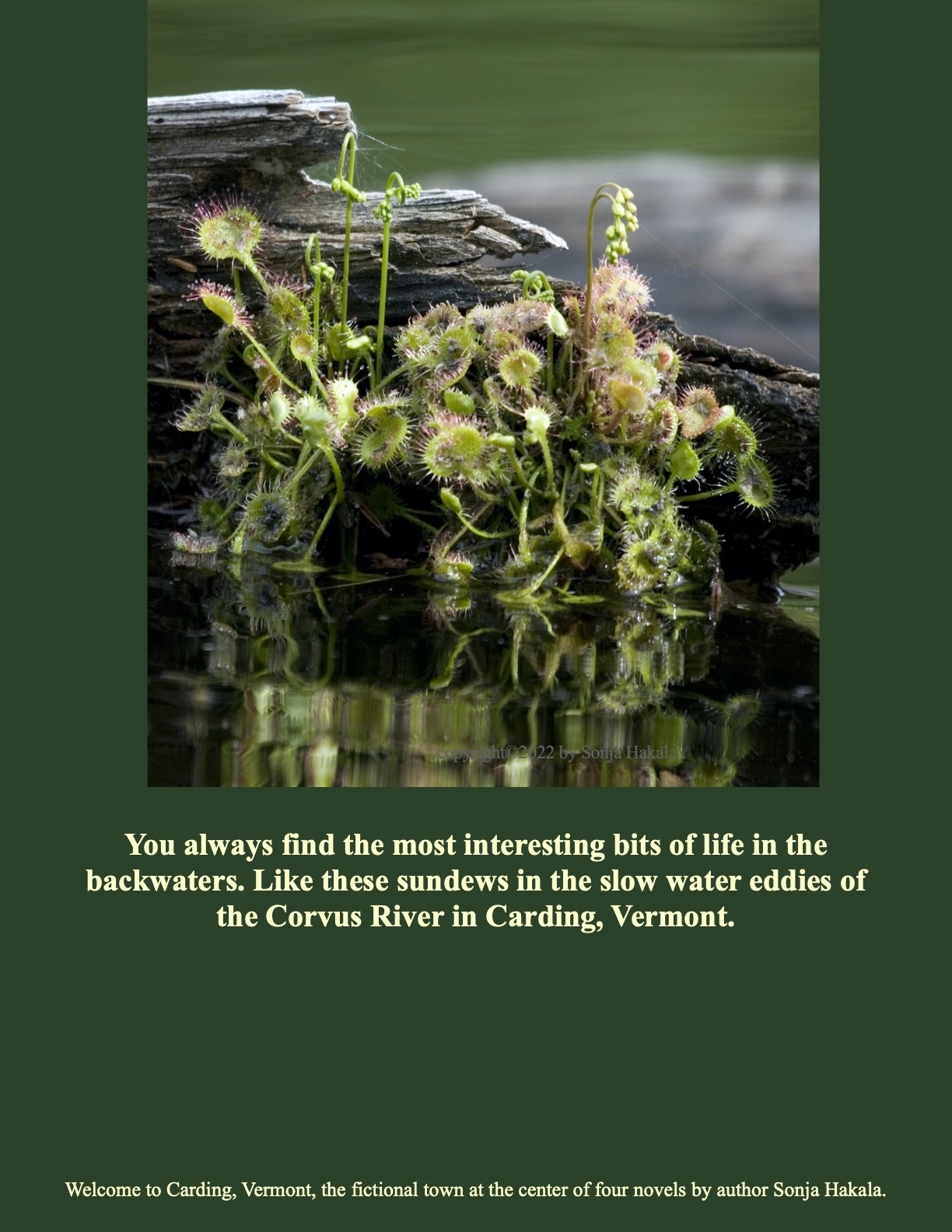 Backwaters | Sonja Hakala