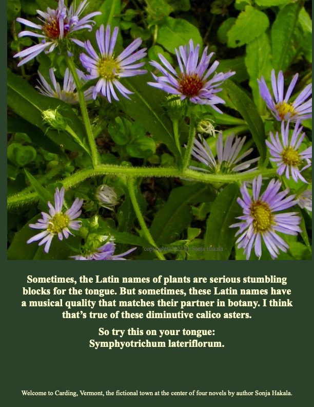 A Latin Symphony | Sonja Hakala