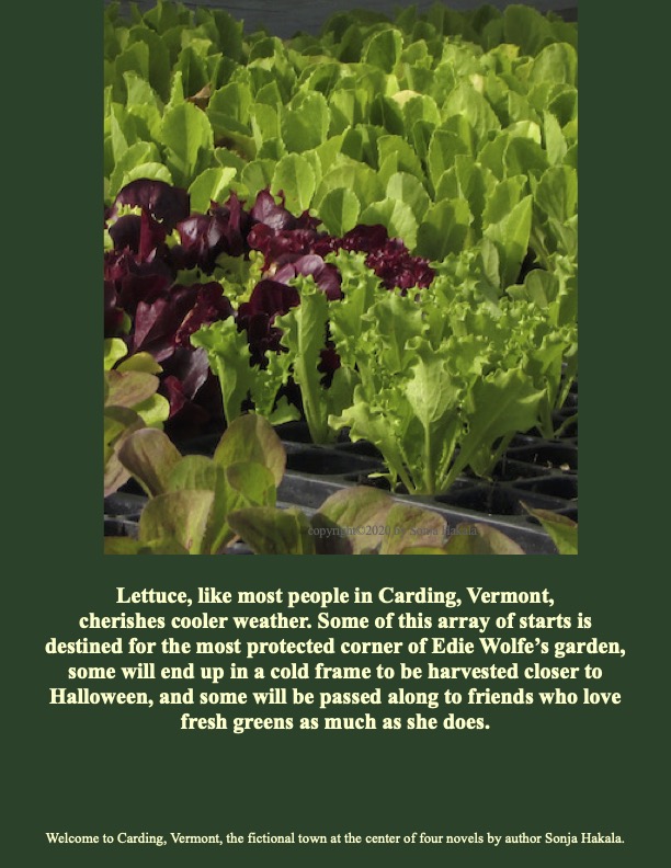 Lettuce Begin the Autumnal Harvest | Sonja Hakala